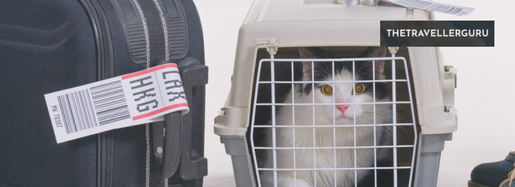3 Best TSA Approved Pet Carriers In 2025